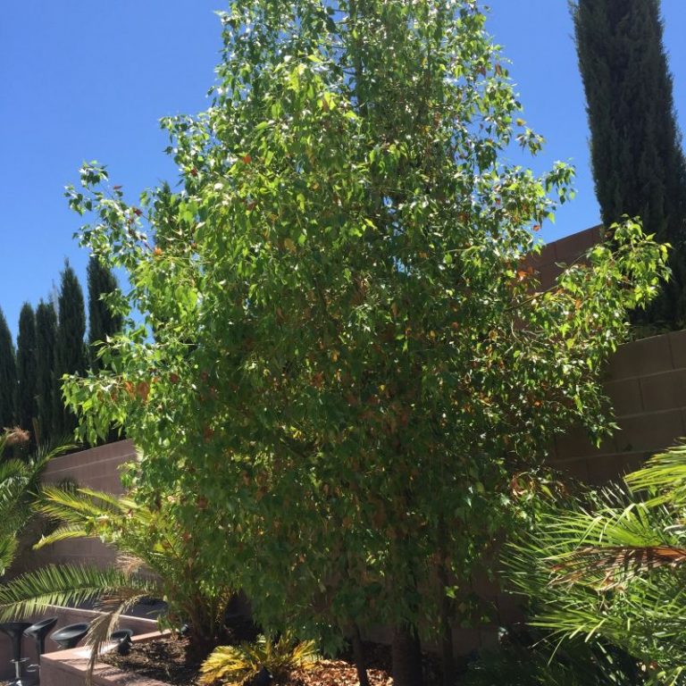 Bottle Tree | Star Nursery Garden and Rock Centers
