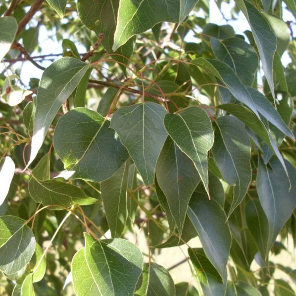 Bottle Tree | Star Nursery Garden and Rock Centers