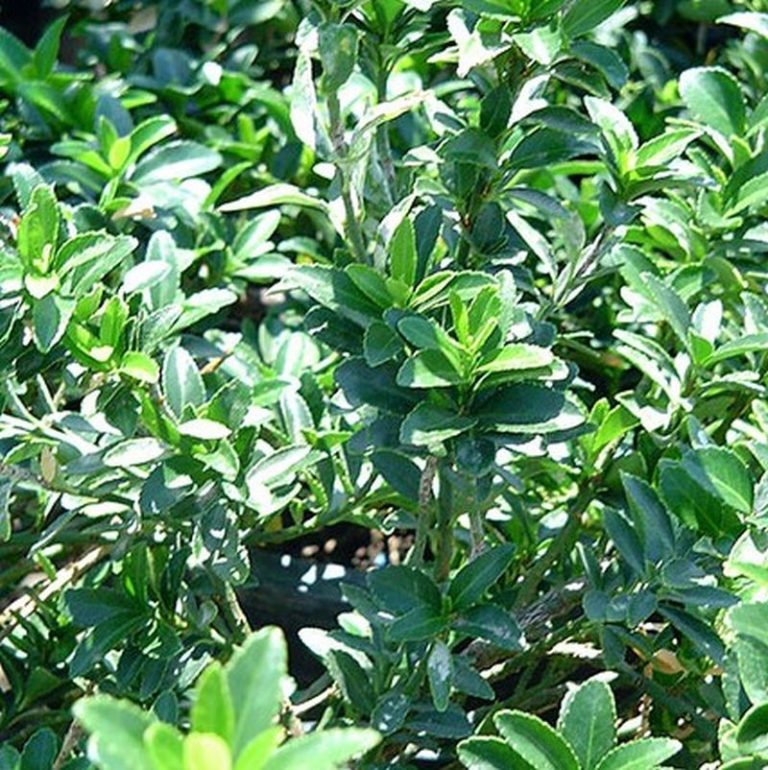 Box Leaf Euonymus | Star Nursery Garden and Rock Centers