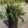 Box Leaf Euonymus | Star Nursery Garden and Rock Centers