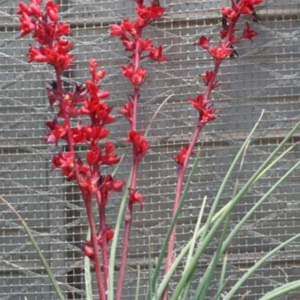 Brakelights Yucca | Star Nursery Garden and Rock Centers