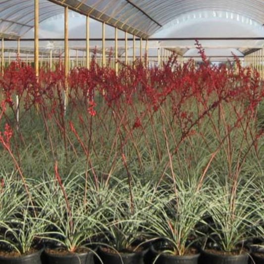 Brakelights Yucca | Star Nursery Garden and Rock Centers