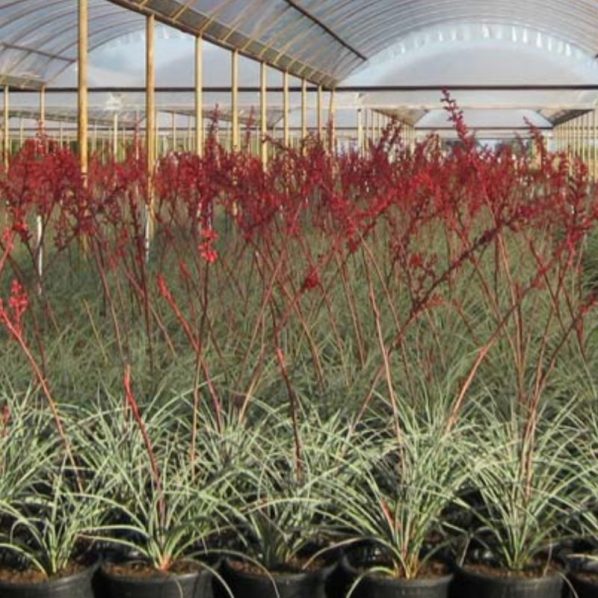 Brakelights Yucca | Star Nursery Garden and Rock Centers