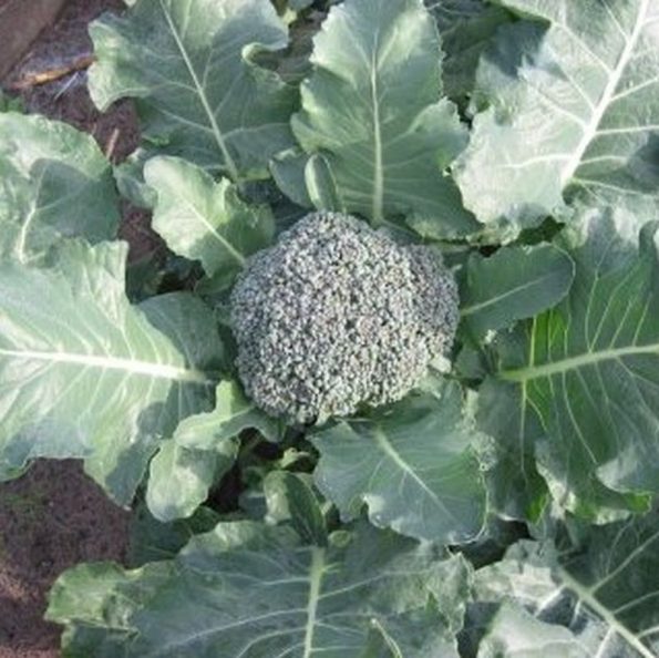 Broccoli | Star Nursery Garden and Rock Centers