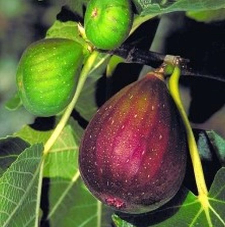 Brown Turkey Fig | Star Nursery Garden and Rock Centers