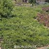 Buffalo Juniper | Star Nursery Garden and Rock Centers
