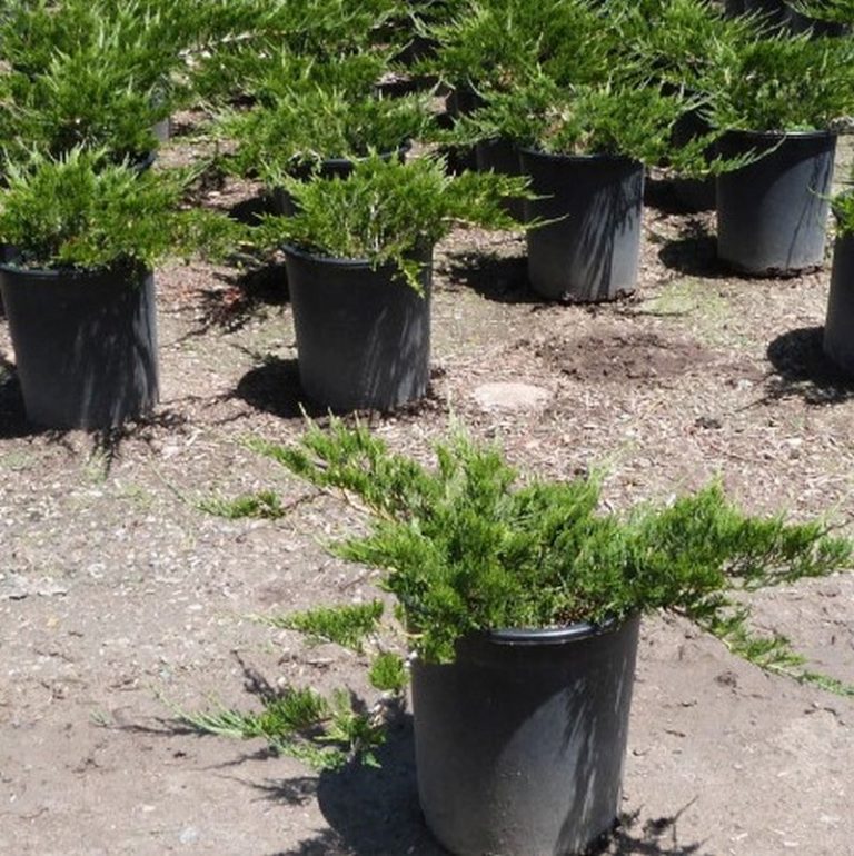 Buffalo Juniper | Star Nursery Garden and Rock Centers