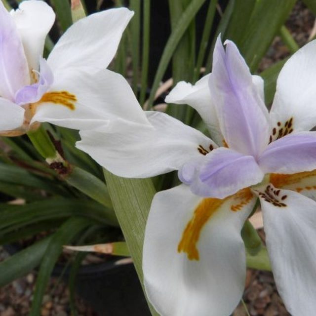 Butterfly Iris | Star Nursery Garden and Rock Centers