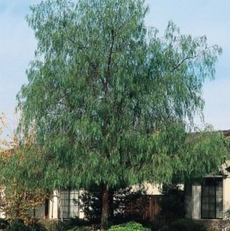 California Pepper Tree | Star Nursery Garden and Rock Centers