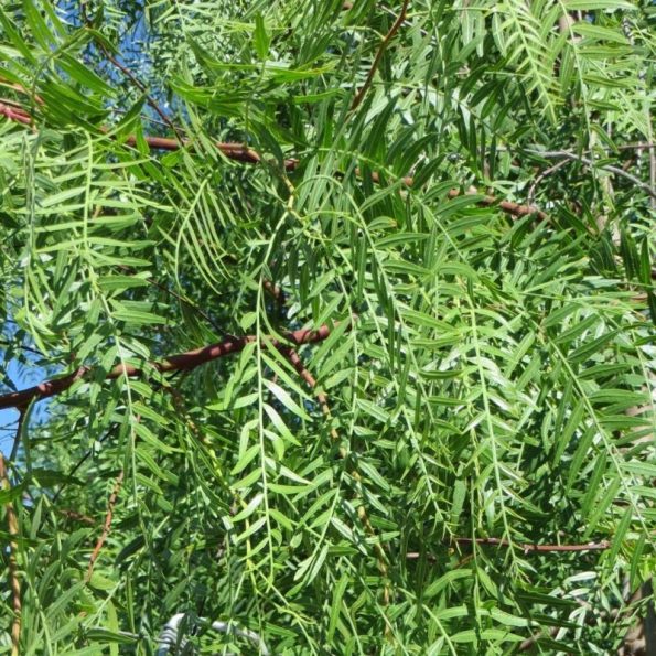 California Pepper Tree | Star Nursery Garden and Rock Centers