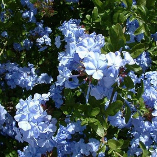 Cape Plumbago | Star Nursery Garden and Rock Centers