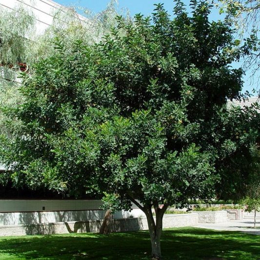 Carob Tree | Star Nursery Garden and Rock Centers