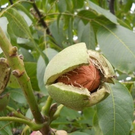 Carpanthian Walnut | Star Nursery Garden and Rock Centers