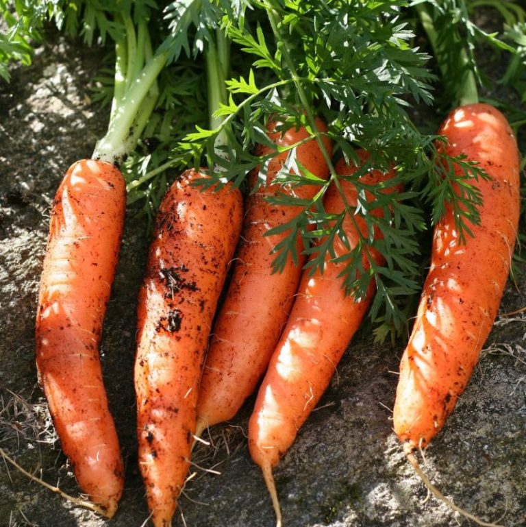 Carrot | Star Nursery Garden and Rock Centers
