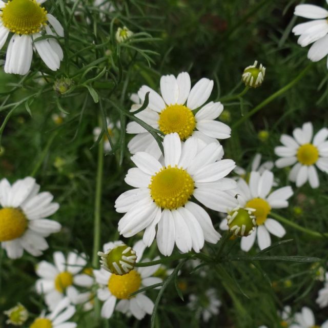 Chamomile | Star Nursery Garden and Rock Centers