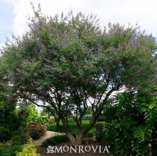 Chaste Tree | Star Nursery Garden and Rock Centers