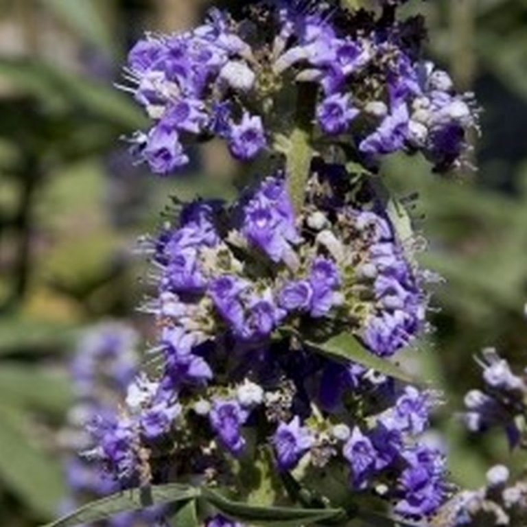 Chaste Tree | Star Nursery Garden and Rock Centers