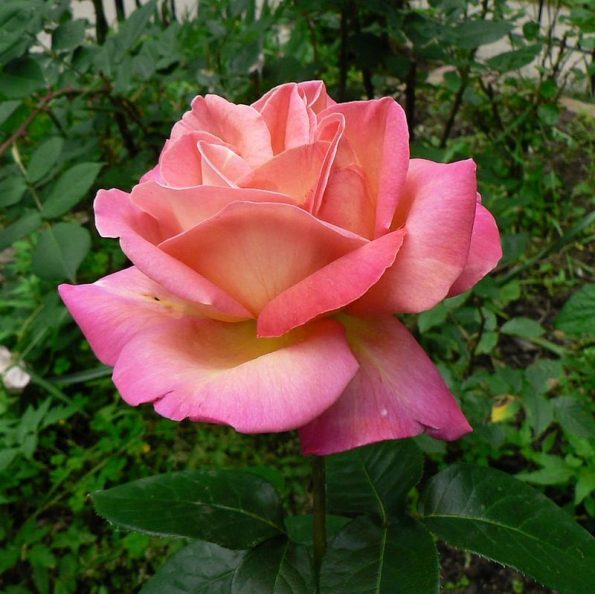 Chicago Peace Rose | Star Nursery Garden and Rock Centers