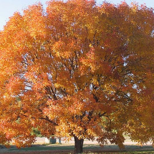 Chinese Pistache Tree | Star Nursery Garden and Rock Centers