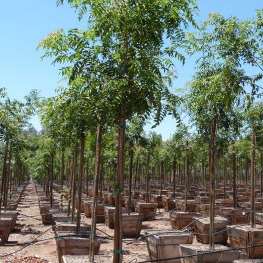 Chinese Pistache Tree | Star Nursery Garden and Rock Centers