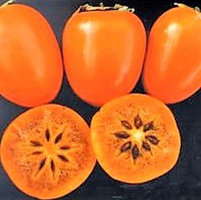 Chocolate Persimmon | Star Nursery Garden and Rock Centers