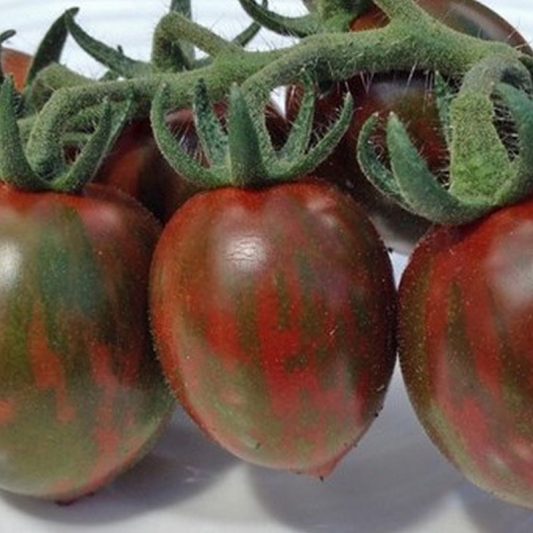Chocolate Sprinkles cherry Tomato | Star Nursery Garden and Rock Centers