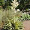 Color Guard Yucca | Star Nursery Garden and Rock Centers