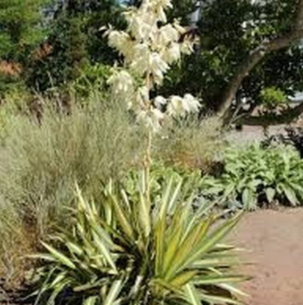 Color Guard Yucca | Star Nursery Garden and Rock Centers