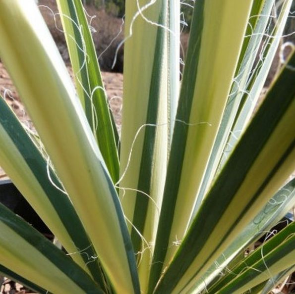 Color Guard Yucca | Star Nursery Garden and Rock Centers