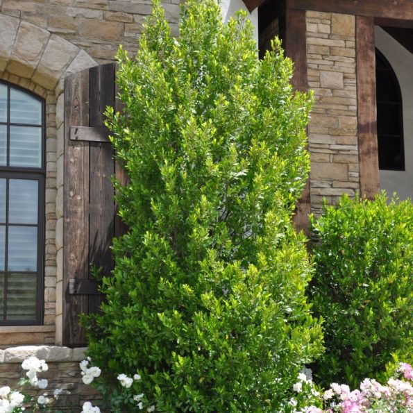 Compact Carolina Cherry | Star Nursery Garden and Rock Centers