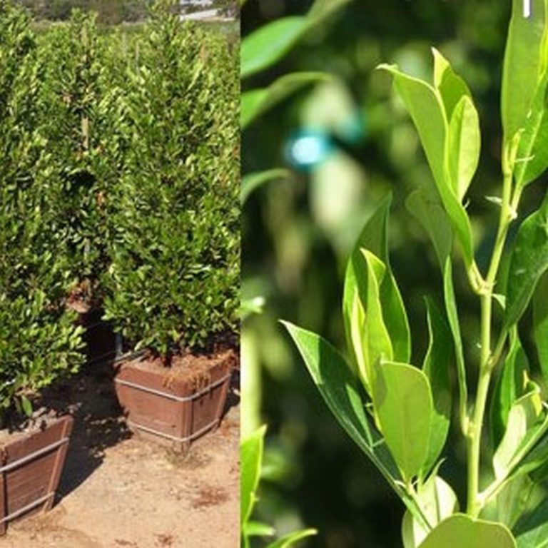 Compact Carolina Cherry | Star Nursery Garden and Rock Centers