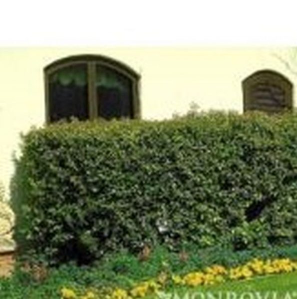 Compact Xylosma | Star Nursery Garden and Rock Centers