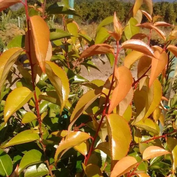 Compact Xylosma | Star Nursery Garden and Rock Centers