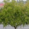 Compact Xylosma tree | Star Nursery Garden and Rock Centers