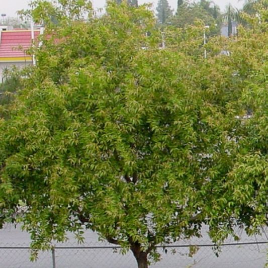 Compact Xylosma tree | Star Nursery Garden and Rock Centers