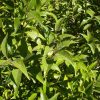 Compact Xylosma tree | Star Nursery Garden and Rock Centers