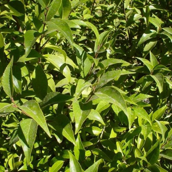 Compact Xylosma tree | Star Nursery Garden and Rock Centers