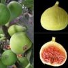 Conadria Fig | Star Nursery Garden and Rock Centers
