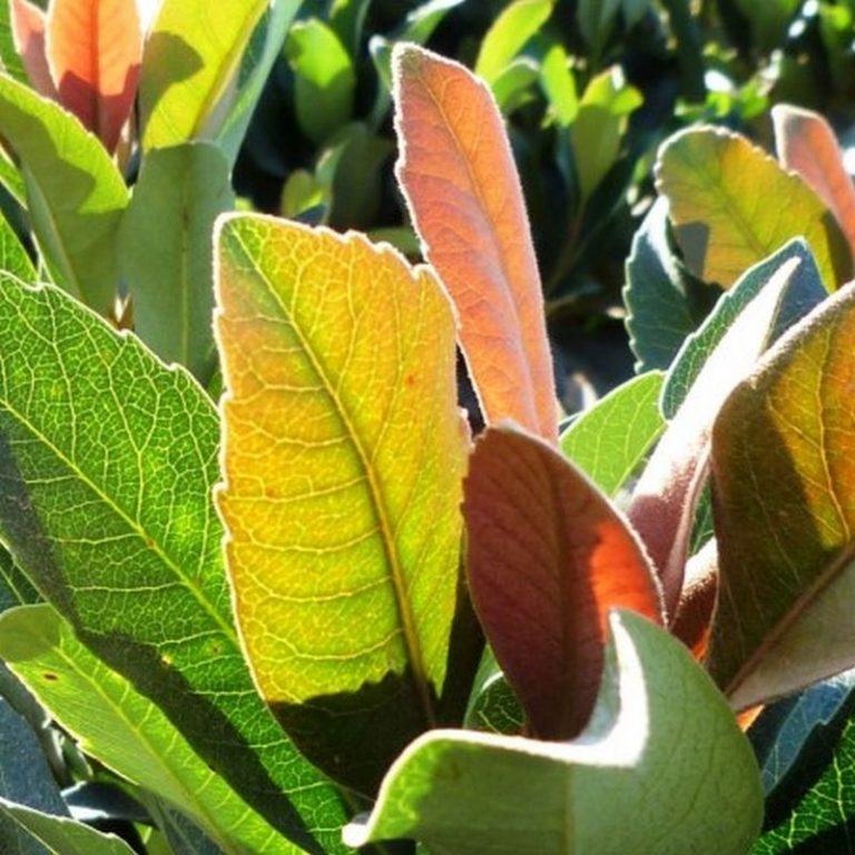 Coppertone Loquat | Star Nursery Garden and Rock Centers