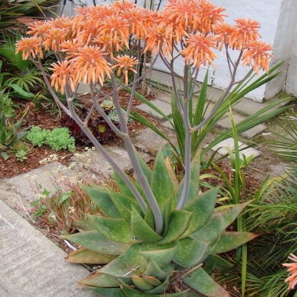 Coral Aloe | Star Nursery Garden and Rock Centers