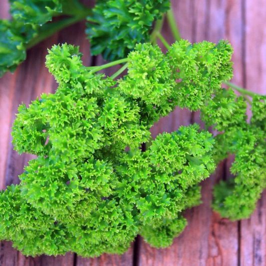 Curled Parsley | Star Nursery Garden and Rock Centers