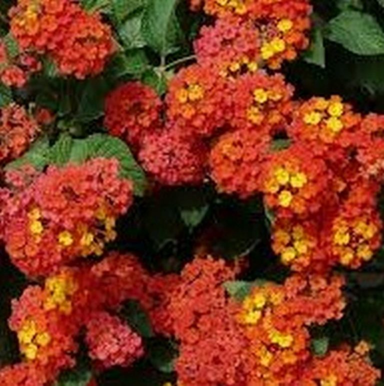 Dallas Red Lantana | Star Nursery Garden and Rock Centers