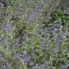 Dark Knight Blue Mist | Star Nursery Garden and Rock Centers