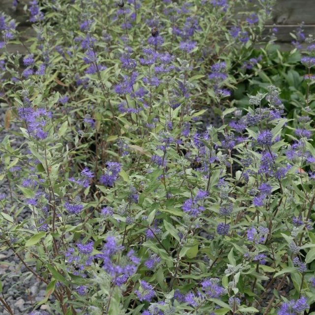 Dark Knight Blue Mist | Star Nursery Garden and Rock Centers