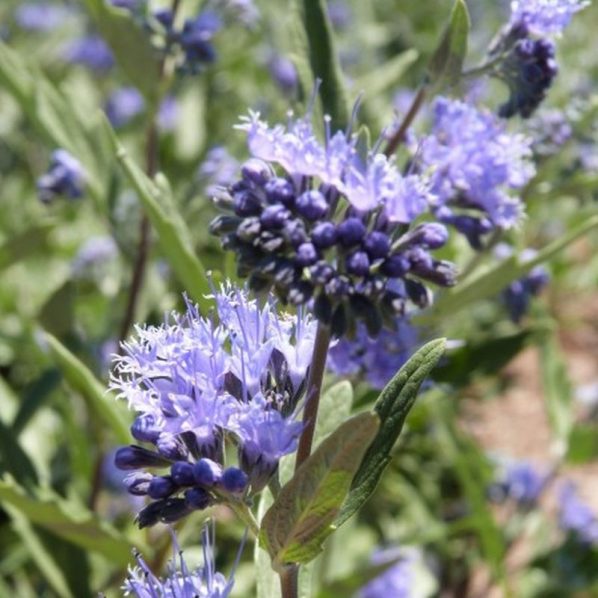 Dark Knight Blue Mist | Star Nursery Garden and Rock Centers
