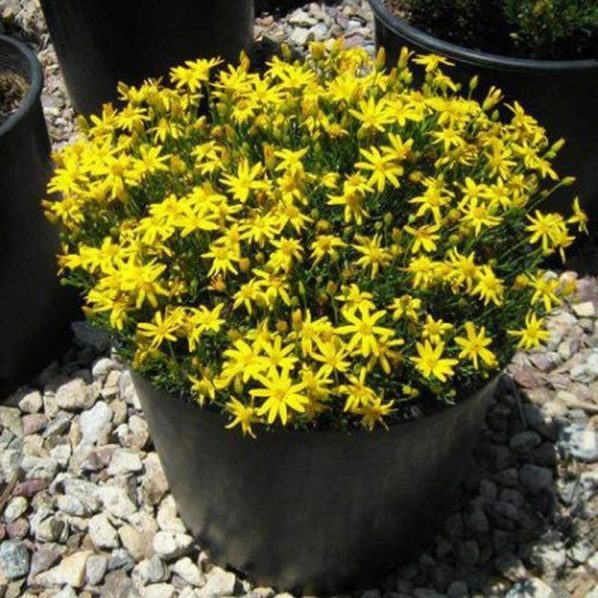 Desert Daisy | Star Nursery Garden and Rock Centers