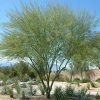 Desert Museum Palo Verde Tree | Star Nursery Garden and Rock Centers