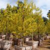 Desert Museum Palo Verde Tree | Star Nursery Garden and Rock Centers