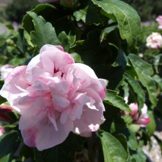 Double Pink Rose of Sharon | Star Nursery Garden and Rock Centers