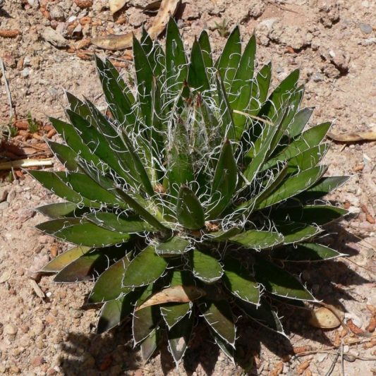 Durango Delight Agave | Star Nursery Garden and Rock Centers